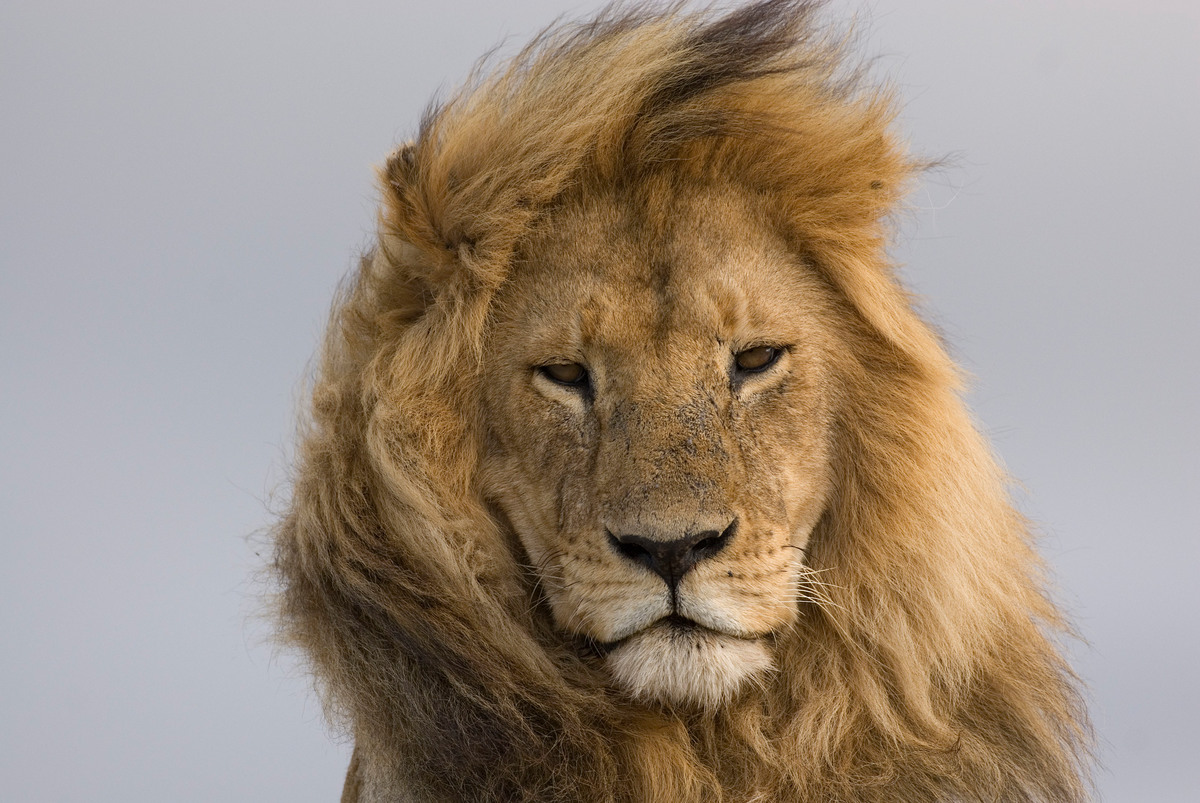 LION: KING OF THE JUNGLE | WWF Kenya